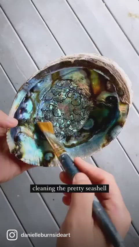 Tiger Shark Abalone – danielleburnside