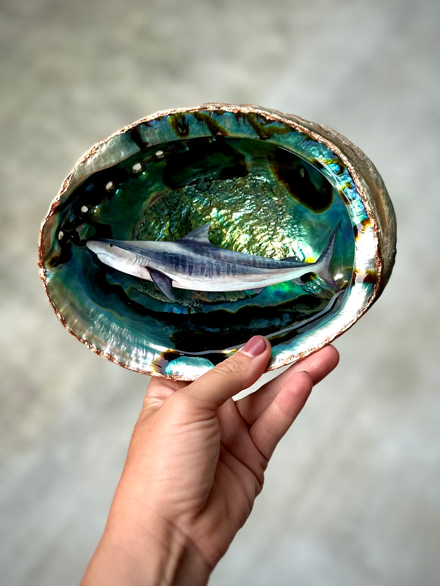 Tiger Seashell – danielleburnside